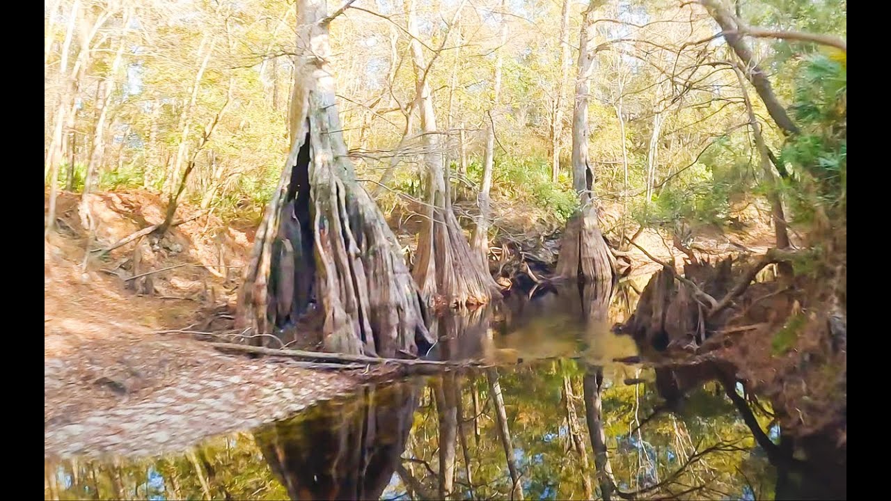 Following a River Through the Trees - YouTube