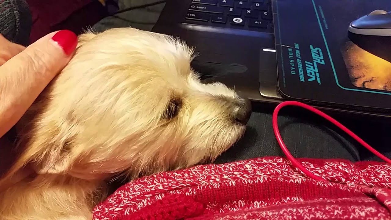 Toto, my purring dog. - YouTube