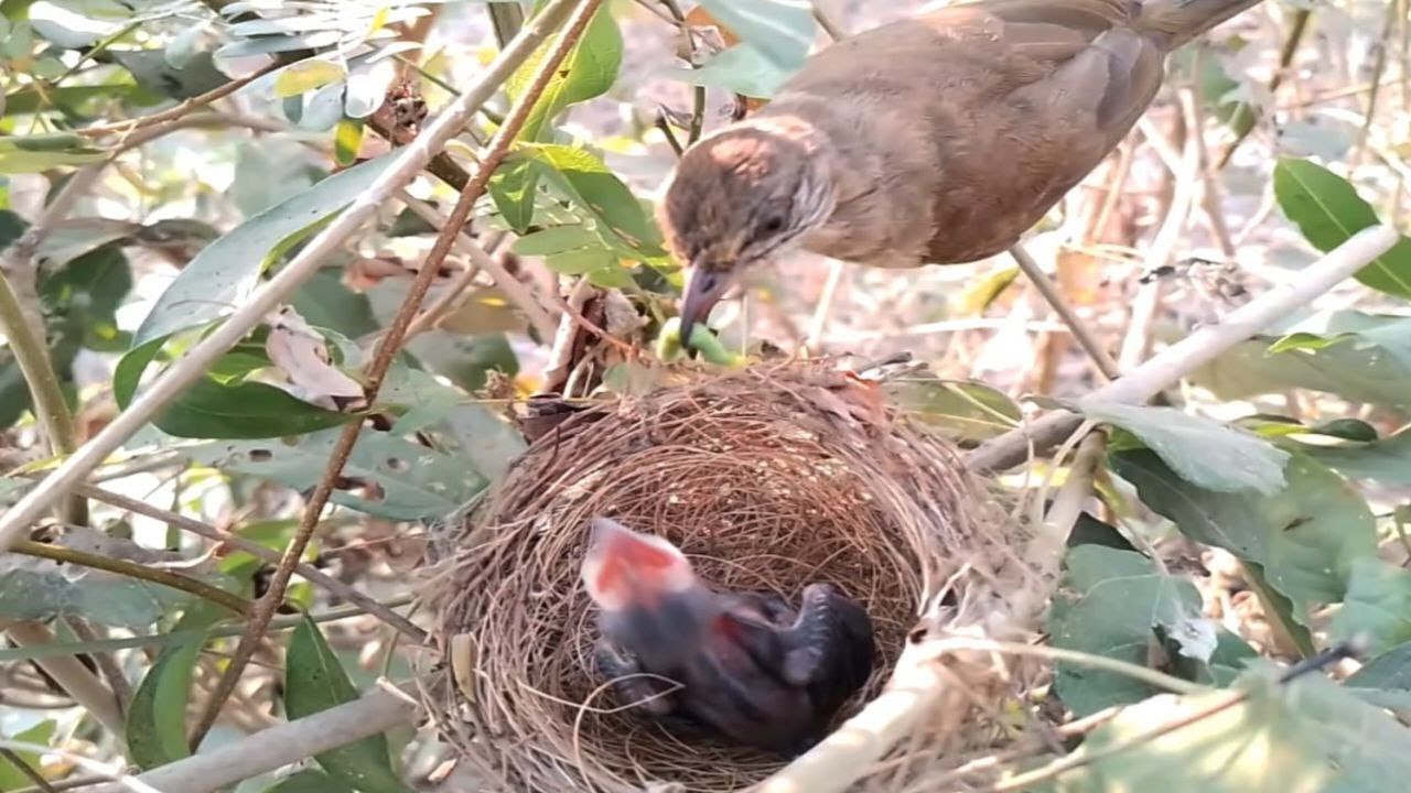 Bulbul bird have worm food for her baby to eat [ Review Bird Nest ...