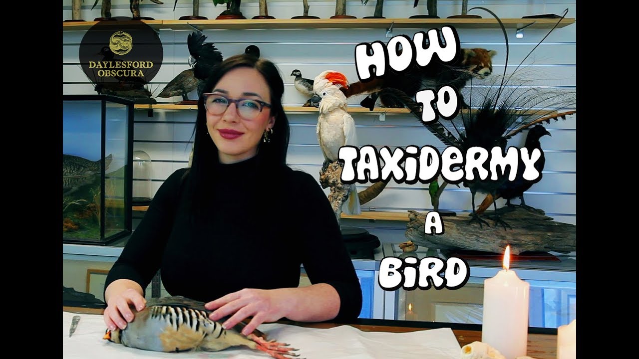 Beginners Taxidermy . How to taxidermy a bird - Cleaning Wings - YouTube