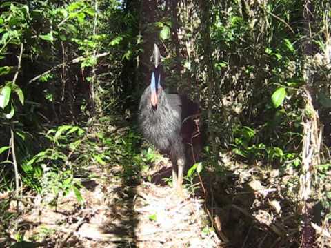 Cassowary encounter in the rainforest - YouTube