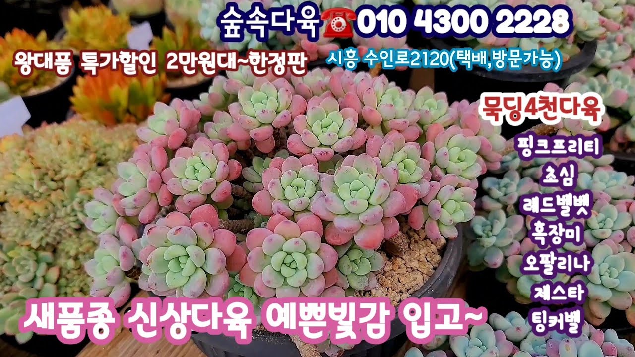 시흥숲속다육 새품종군생다육으로 신상다육입고🍁착한가격 연지라울🍁큰 왕대품군생2만원대 특가판매한정판4천다육 흑장미 레드벨벳등