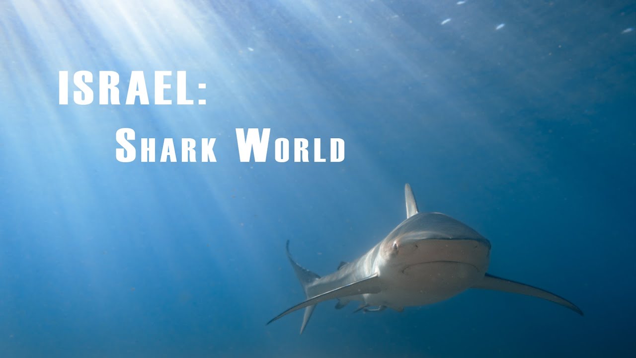 ISRAEL: Shark World - YouTube
