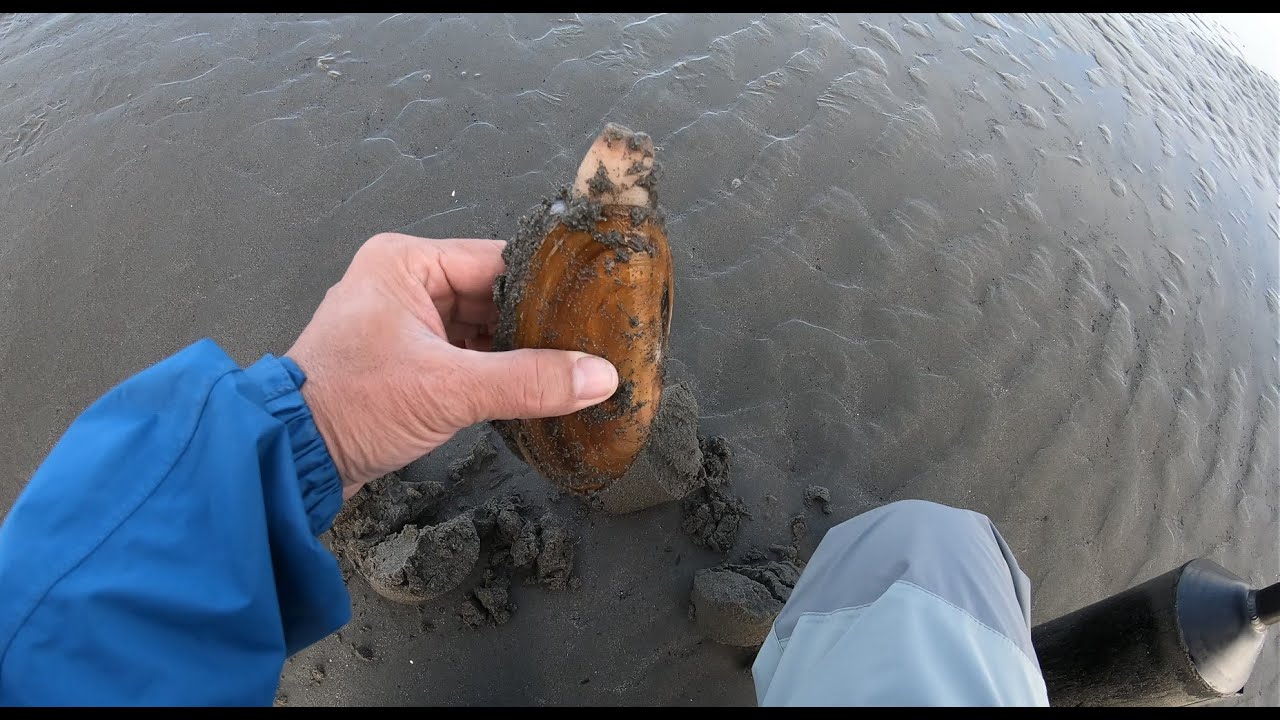 Digging Clam and fishing Perch, and got my limit. - YouTube