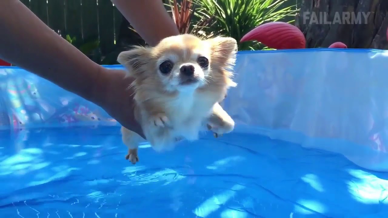 Funniest Pets & Animals Compilation Part3 - YouTube