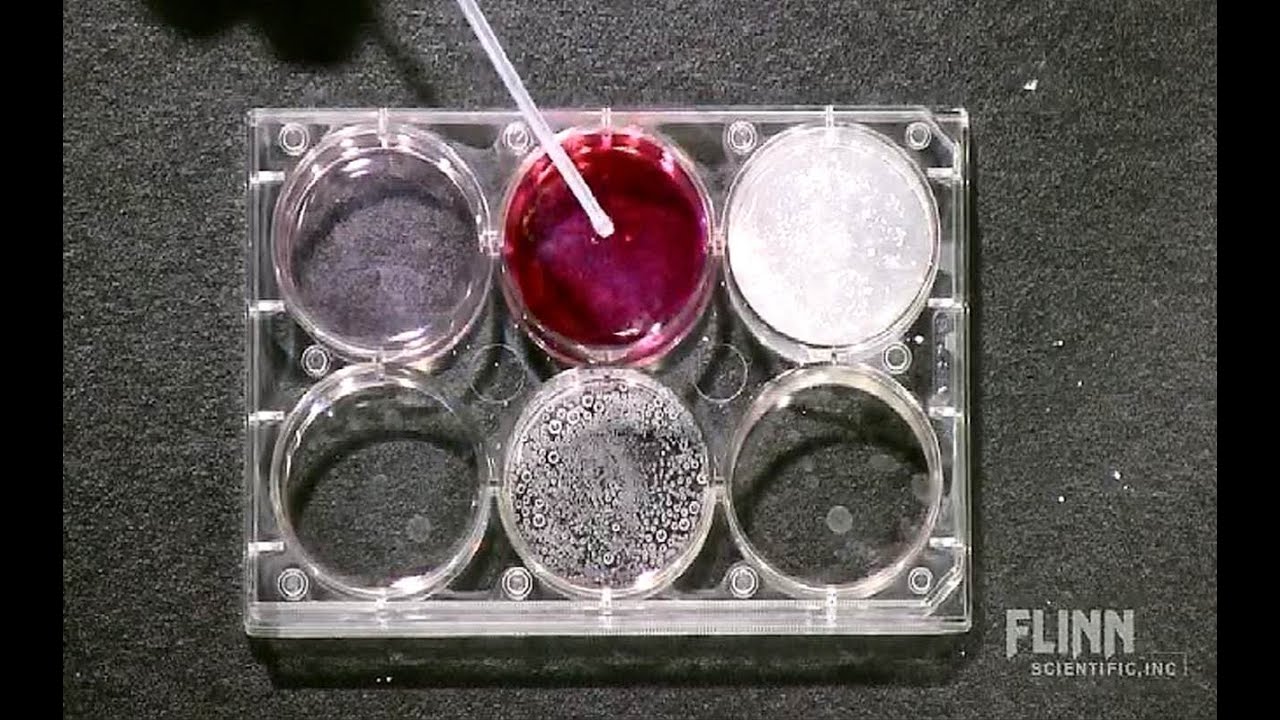 Analysis of Unknown Solids - YouTube