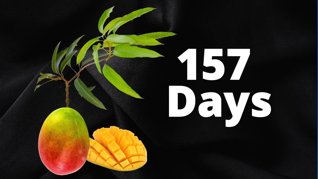 Growing A Mango Tree From Seed Time Lapse YouTube Growing A Mango Tree From Seed Time Lapse YouTube