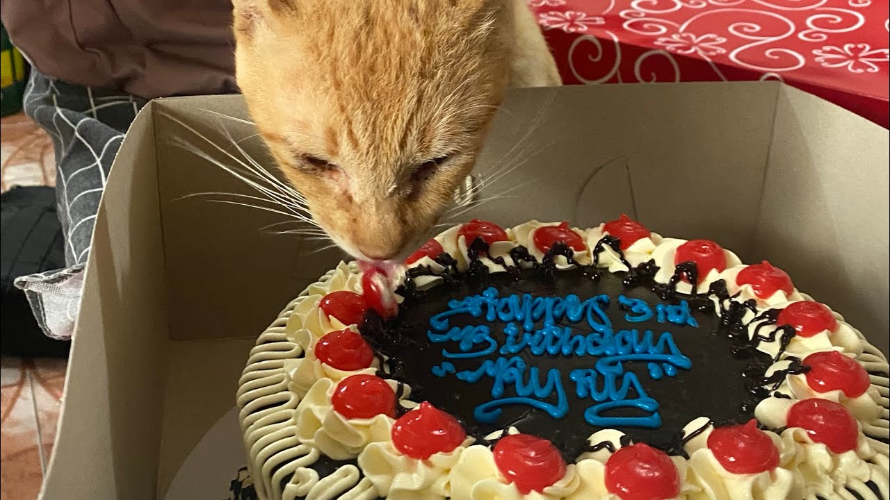 ryry’s 3rd birthday celebration ^•ﻌ•^ฅ ₊˚⊹♡ - YouTube