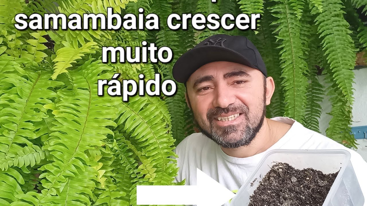 o melhor adubo para samambaia crescer muito rápido - YouTube