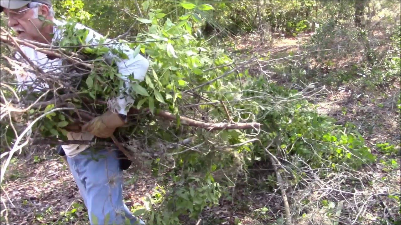 Lakela's Mint Dicerandra immaculata Habitat Improvement - YouTube