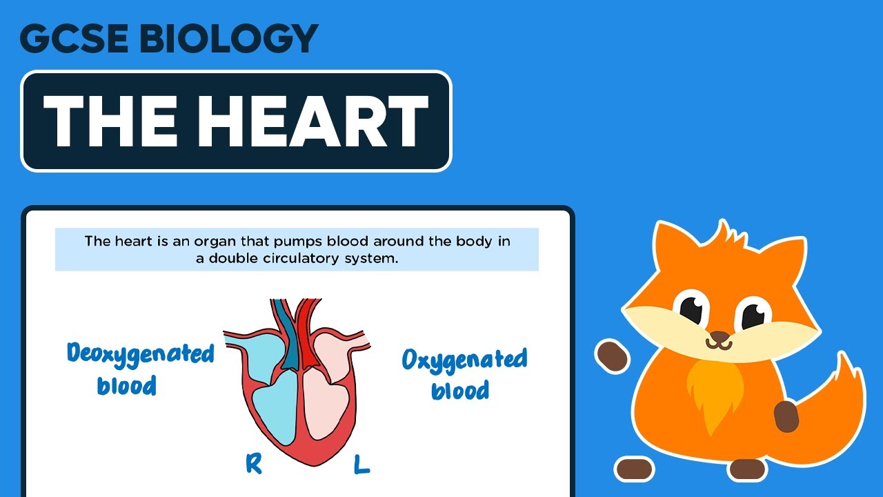The Heart & Circulating Blood - GCSE Biology - YouTube