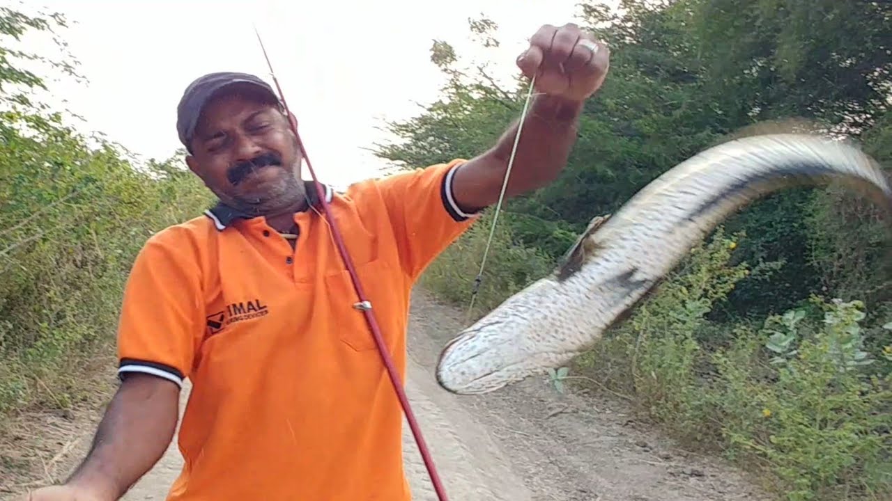 Snake head fishing||Catching big murrel fish||Using with small live ...