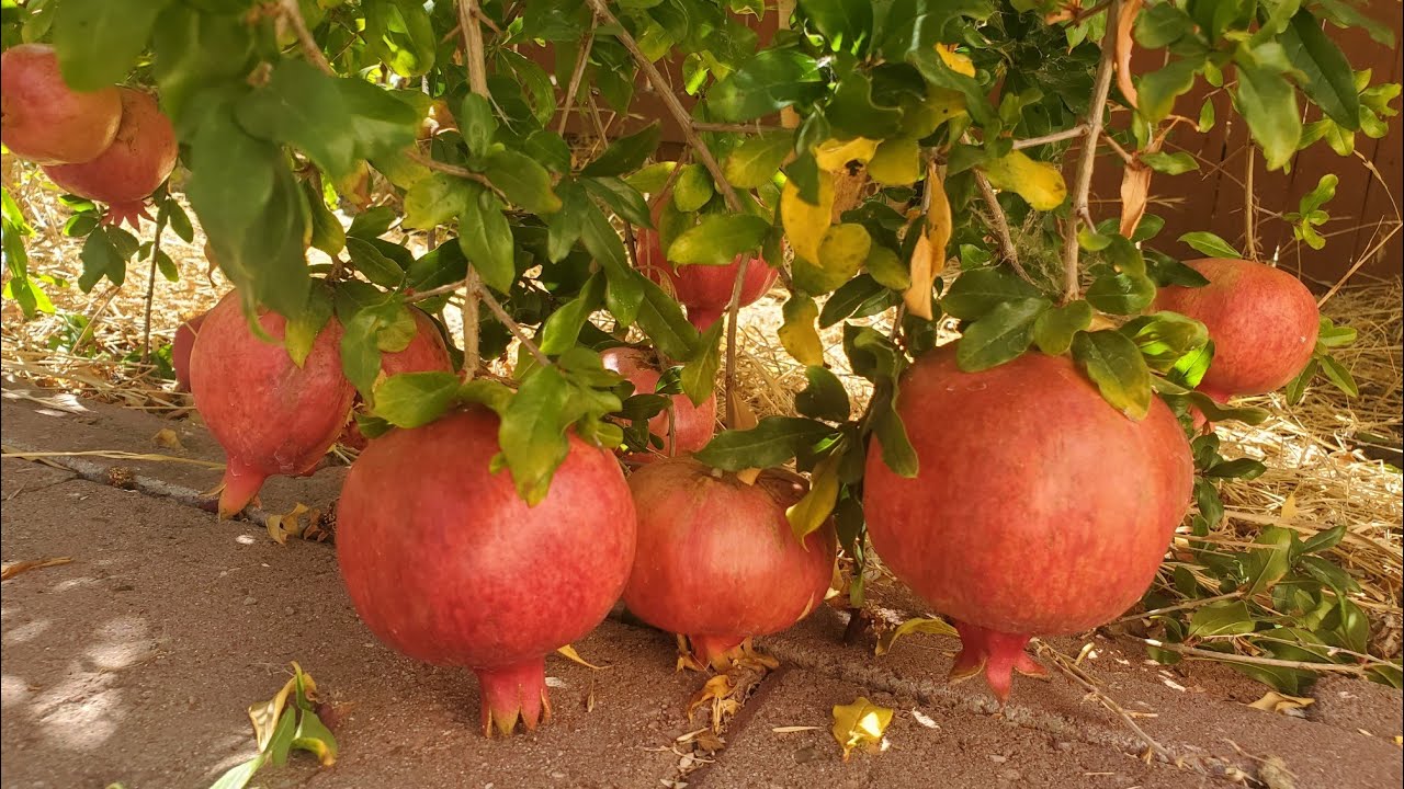 Growing Desertnyi, Parfianka and Eversweet Pomegranate in California ...