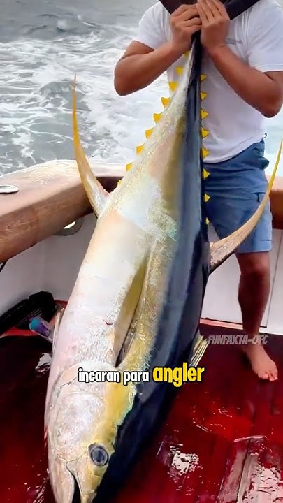 Ikan Paling di Incar Para Pemancing! #tuna #mancing #mancingmania - YouTube