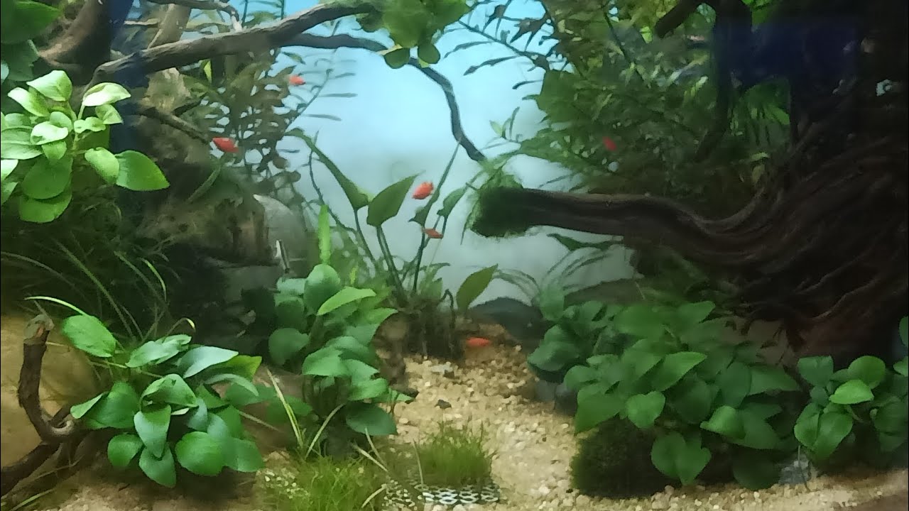 Raise Bottom Aquarium. How to build and scape a raised bottom tank ...