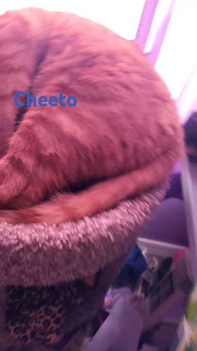 I love my kitty cat cheeto - YouTube
