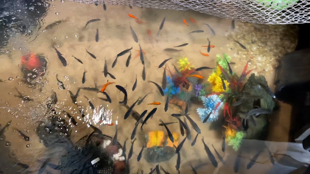 ADDING 200 FISH, STRUCTURE AND NEW FILTER TO THE INDOOR BAIT POND ...