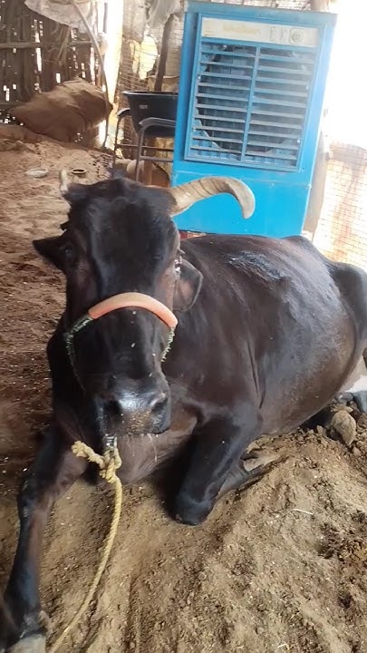 गाय माता की सेवा भी ज़रूरी है ll #trending #cow #cowvideos #cows #youtubeshorts #youtube # ...