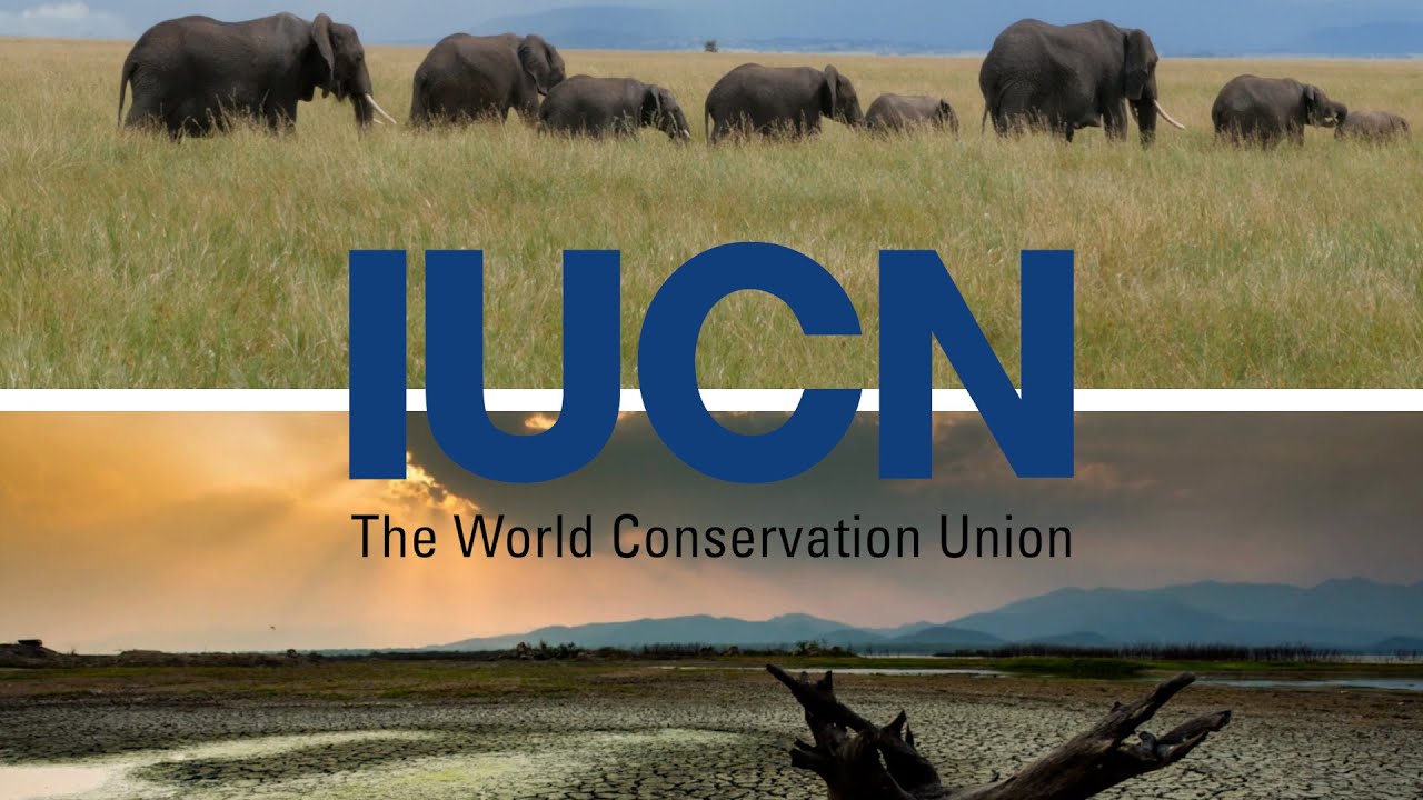 The International Union for Conservation of Nature (IUCN) - YouTube