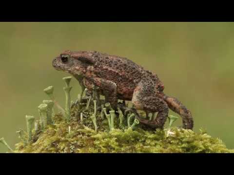 Skogens ekosystem - YouTube