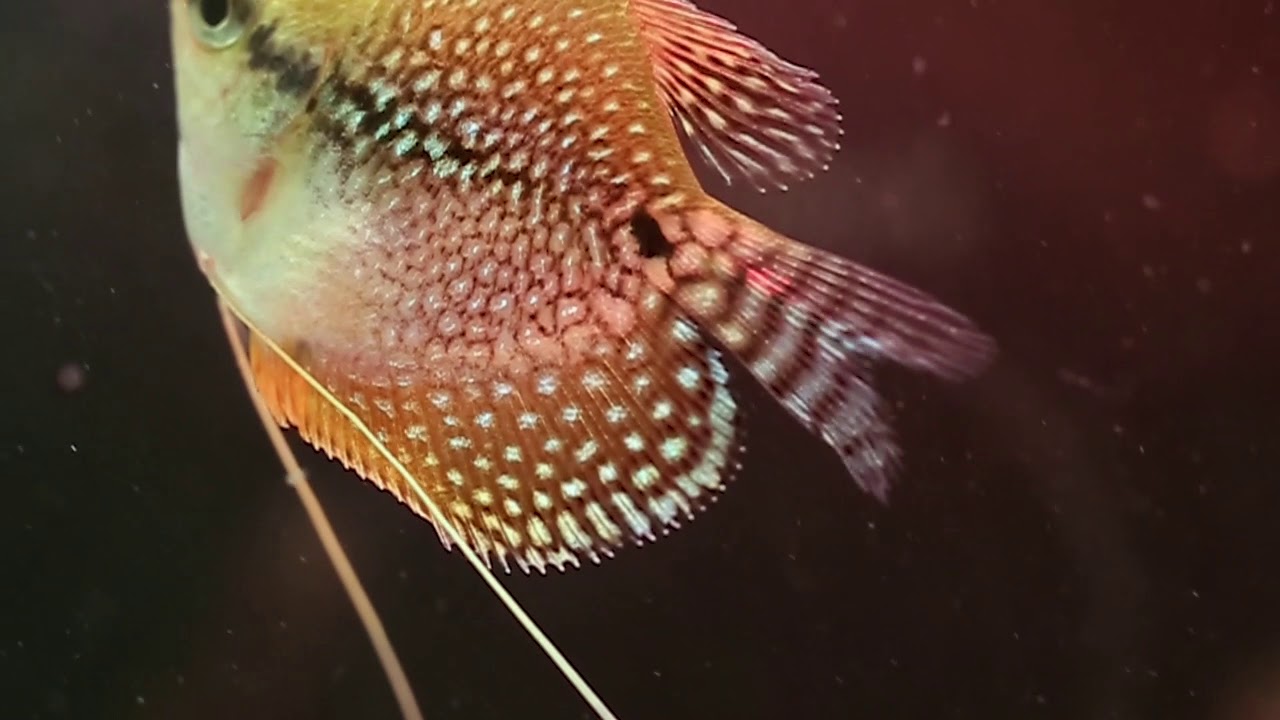 Pingo Fish - Pearl Gourami ShortBody - Mã Giáp Trân Châu Short - YouTube