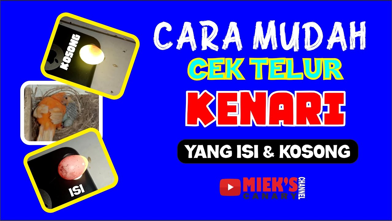 CARA MUDAH CEK TELUR KENARI YANG ISI DAN KOSONG - YouTube