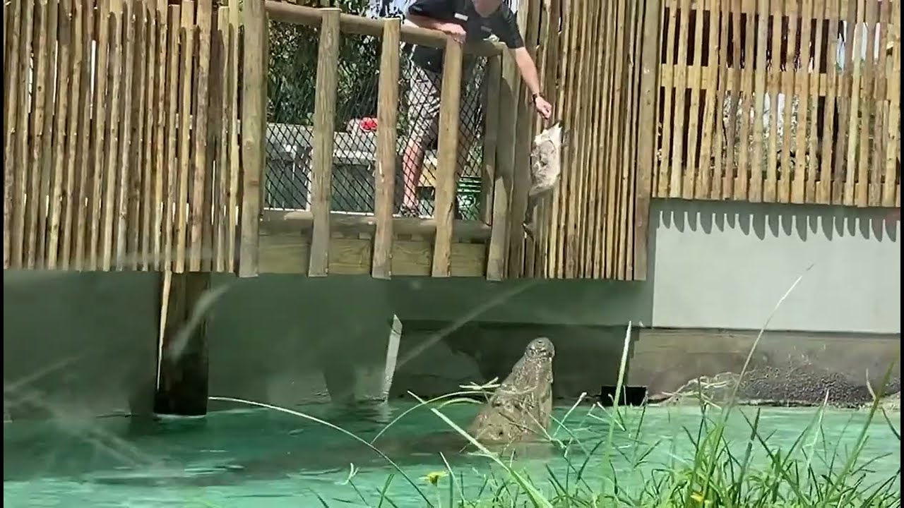 Maximo the Crocodile eats a goose- TOP SECRET - YouTube