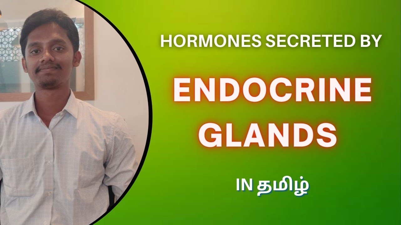 Hormones Secreted By Endocrine Glands In Tamil YouTube