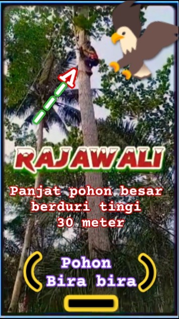 Panjat pohon berduri (Bira Bira) sangkar burung elang - YouTube