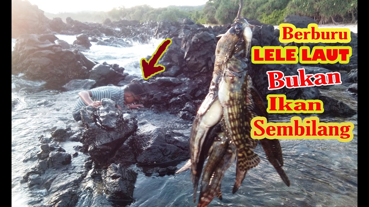 Berburu Lele Laut || Berburu Lele Saat Air Pasang - YouTube
