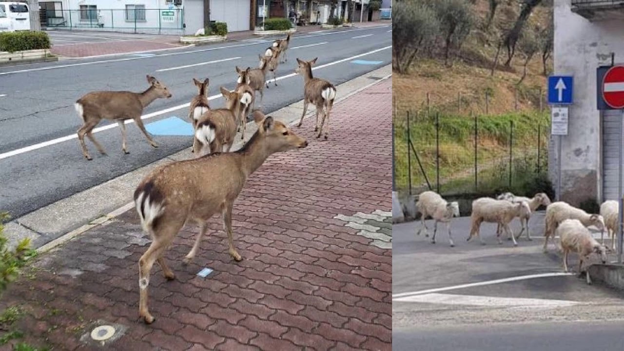 LA COMODA INCOMODIDAD - YouTube