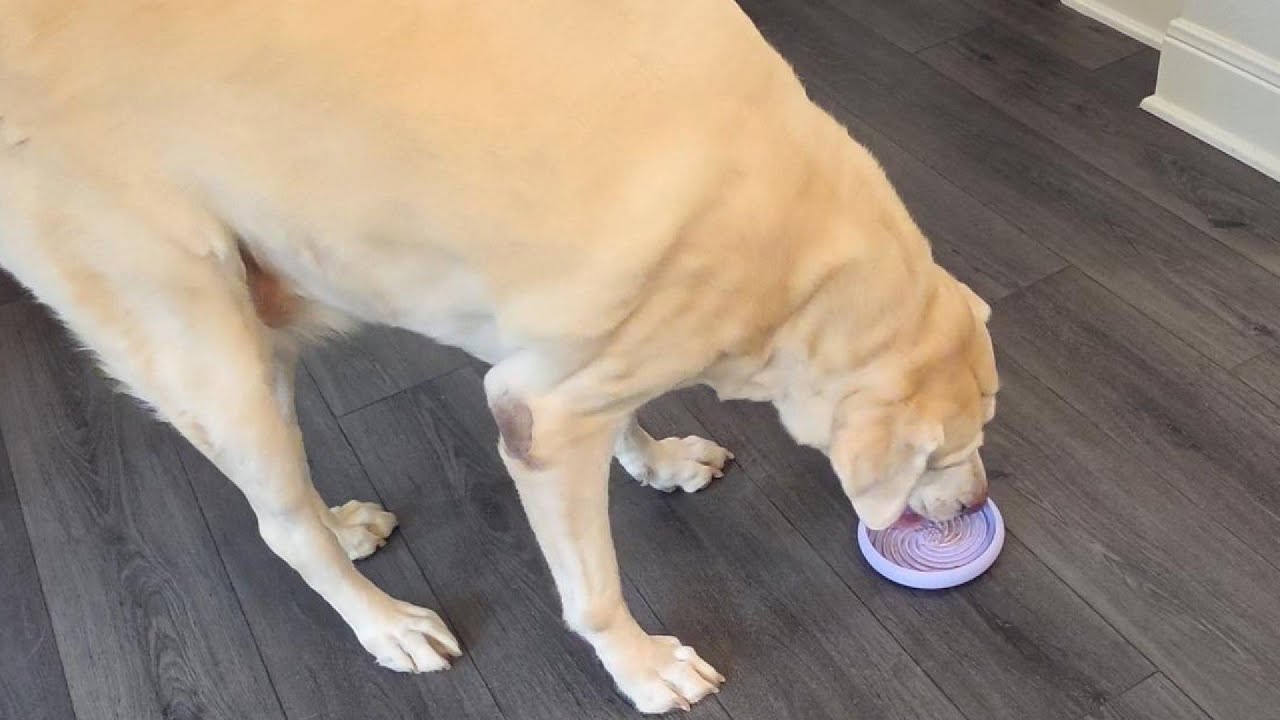 REVIEW - Awoo Lick Dish Silicone Dog & Cat Lick Mat - YouTube