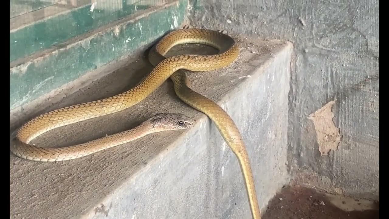 Affordable snakes farm within Abuja @soonyouknow @thatelizagamer - YouTube