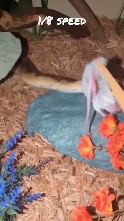 Ball Python Feeding in SUPER SLOWMO #snake #reptiles #ballpython # ...