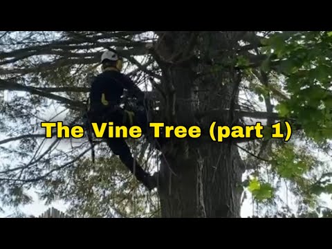 Solo Tree Work, Tree Climbing, and Business Discussion - Part 1 - YouTube