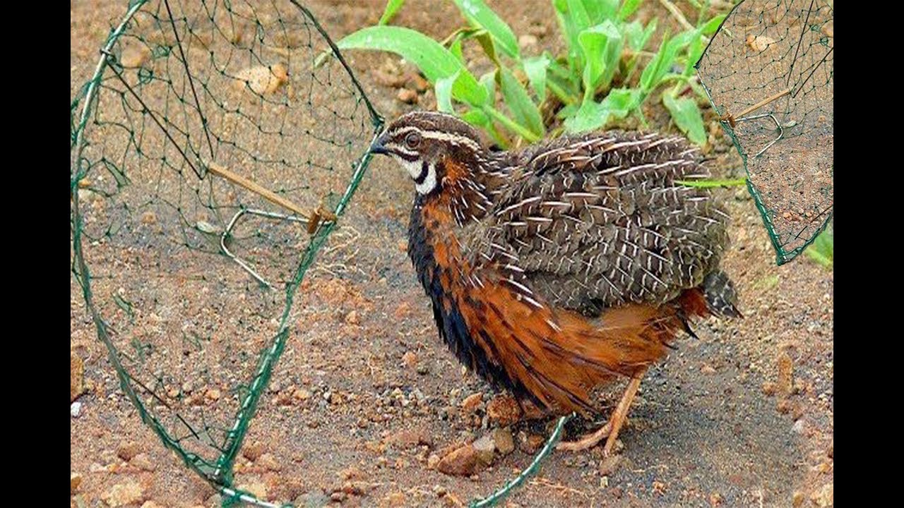 Bird Traps-Trapping Bird Using Simple Tools in Village- Great Homemade ...