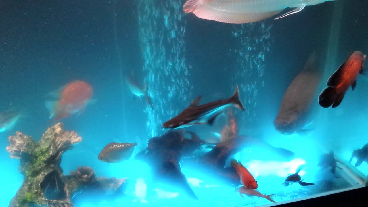 Big pacu arowana oscors n more - YouTube