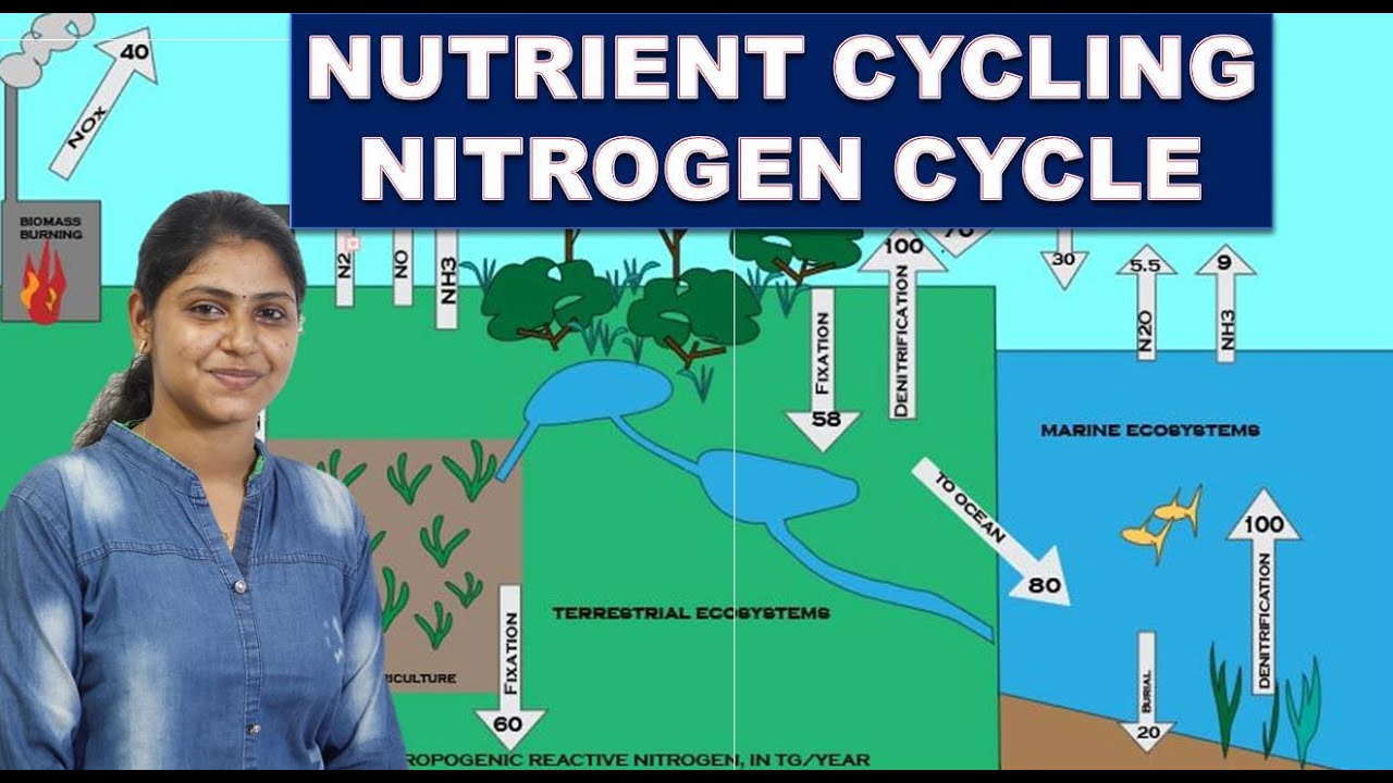 Nutrient Cycling Nitrogen Cycle|Environment |UPSC Prelims - YouTube