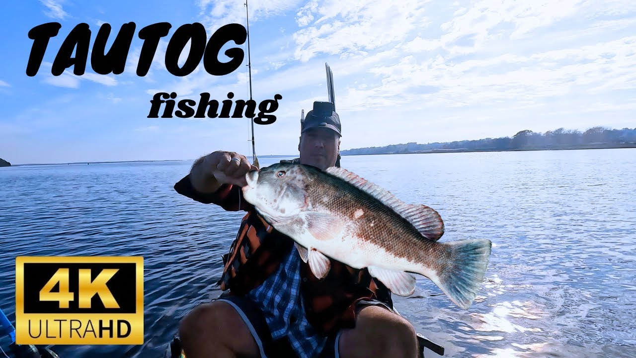 Second part of my most successful Tautog Fishing trips - YouTube
