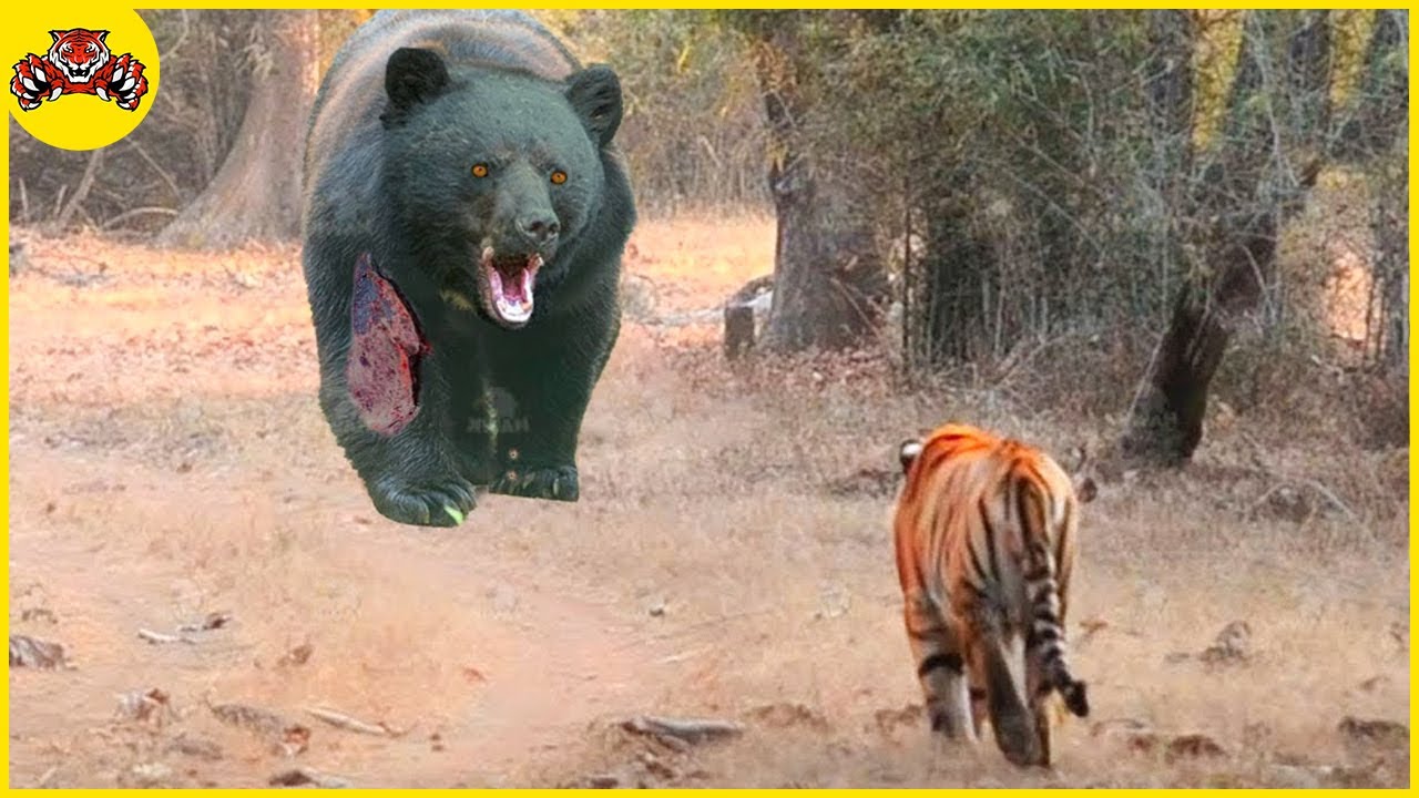 30 Moments Tiger Attacks A Bear To Prove He's King Of The Jungle ...