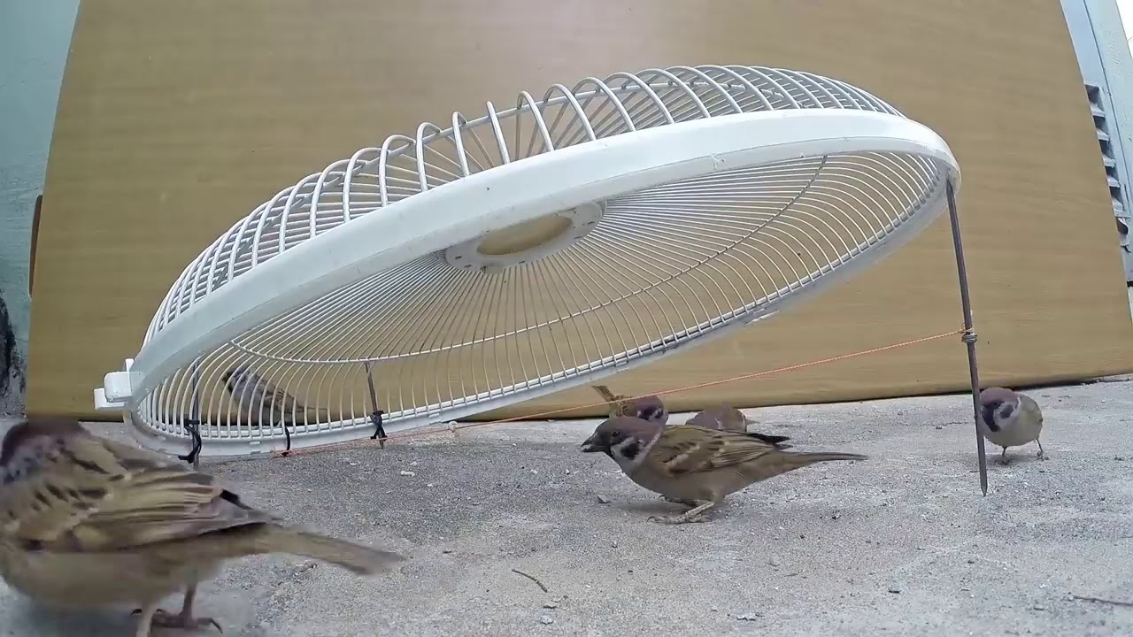 Electric fan guard bird trap - YouTube