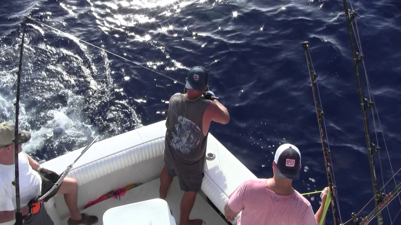 Blue Marlin Catch and Release - YouTube