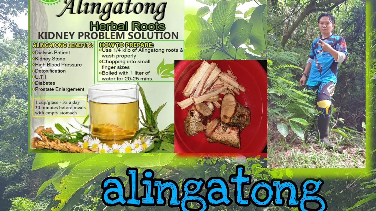 #Alingatong #Herbal_roots Alingatong health benefits - YouTube