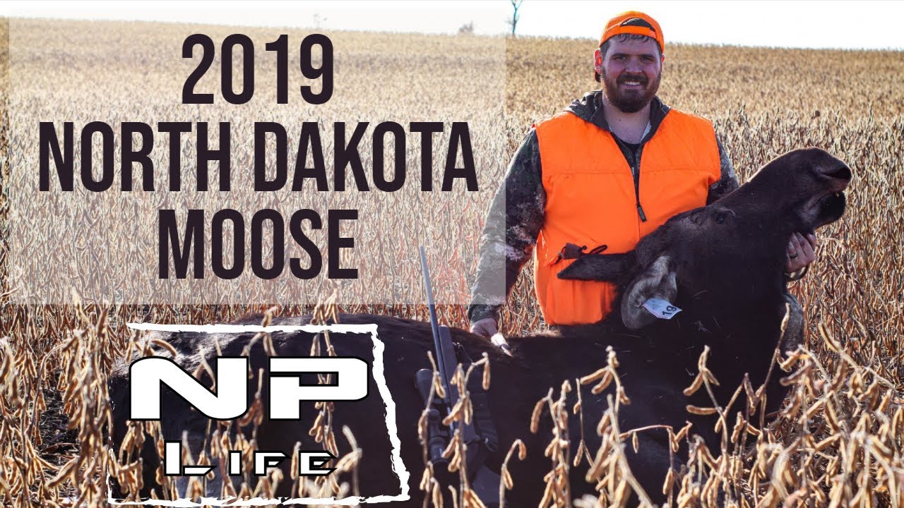 Once In A Lifetime | A North Dakota Moose Story | NPLife - YouTube