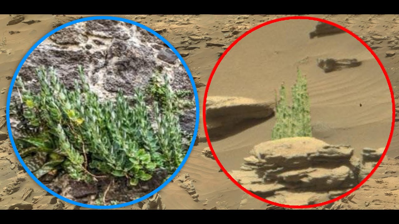 The Vegetation in Mars? - YouTube