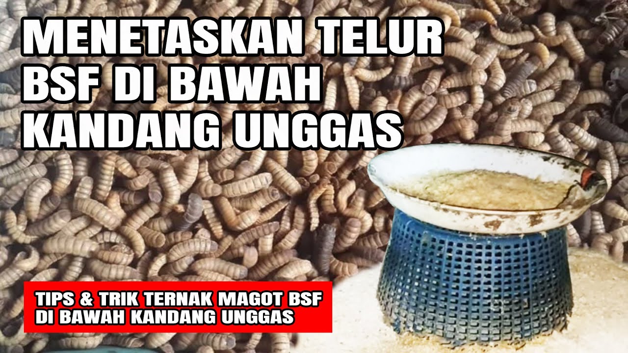 Cara Menetaskan Telur BSF di Bawah Kandang Unggas / Link telur maggot ...