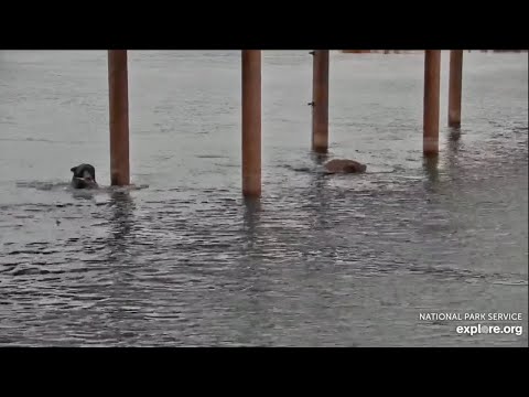 909 Junior Dives for a Fish - September 14, 2024 (explore.org) - YouTube