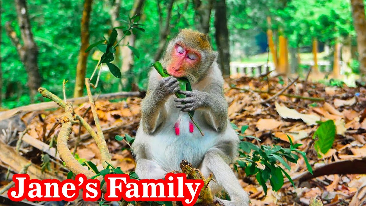 Today Jan monkey eating Leaves of tree make food. - YouTube