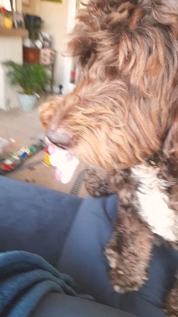 Try again dog 🐶 - YouTube