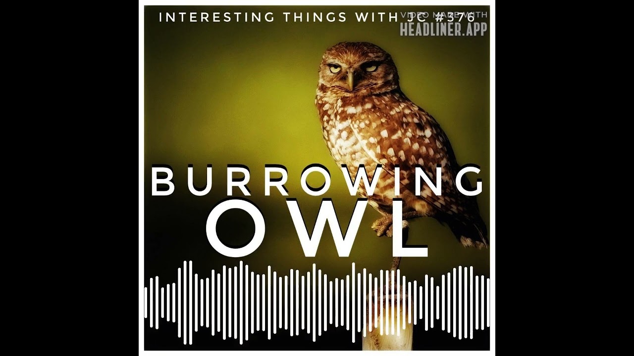 376: "Burrowing Owl" - YouTube